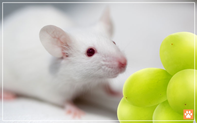 Can Pet Mice Eat Grapes 3 Things To Consider VIVO Pets