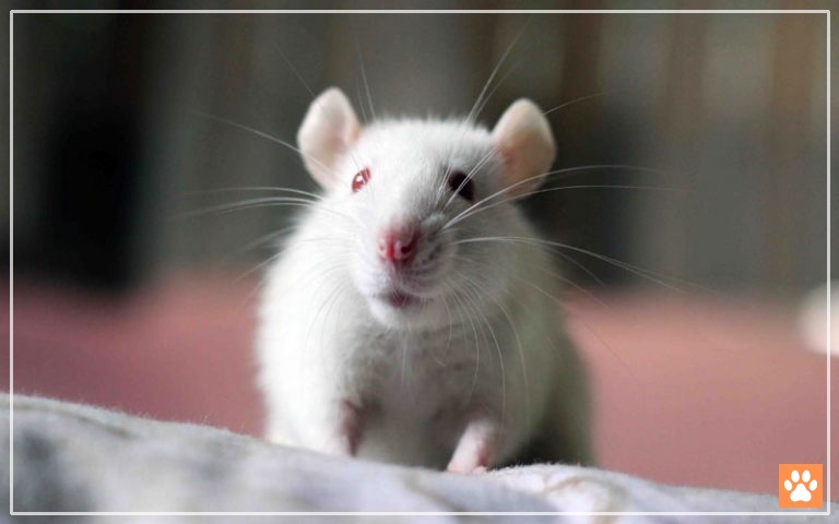 Pet Mice Size and Weight Chart - How Big do They Grow? - VIVO Pets