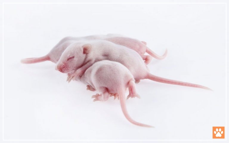 Baby Mice Growth Stages - How Fast do They Grow? - VIVO Pets
