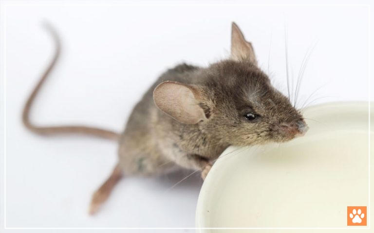 Can Baby Mice Drink Milk? 5 Things to Consider - VIVO Pets