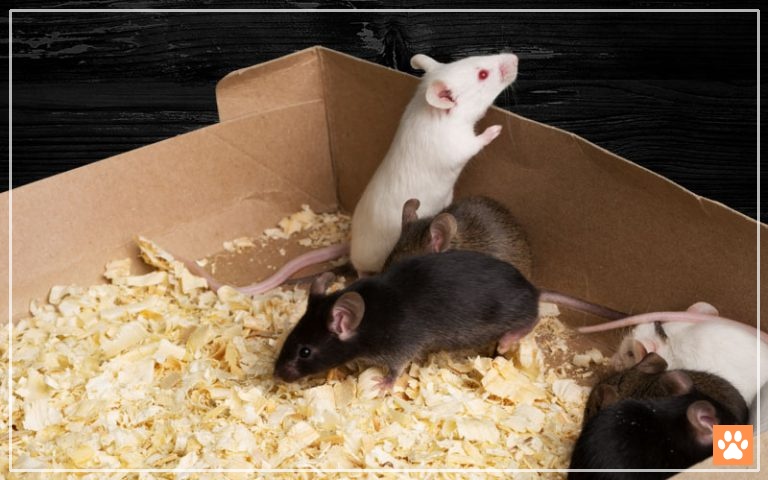 10 Most Toxic Food for Pet Mice - VIVO Pets