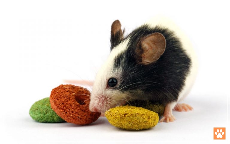How Often to Feed Your Pet Mice, and How Much? - VIVO Pets
