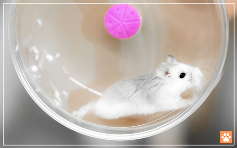 Baby Mice Growth Stages - How Fast do They Grow? - VIVO Pets