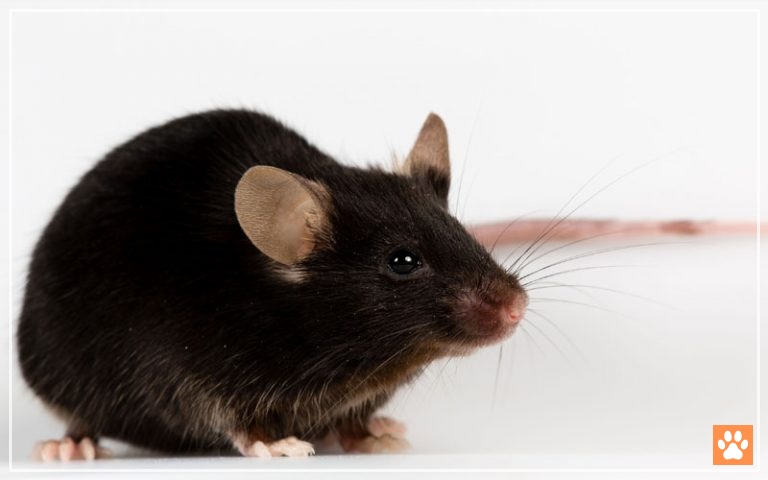Pet Mice Types and Varieties - The Complete Guide - VIVO Pets