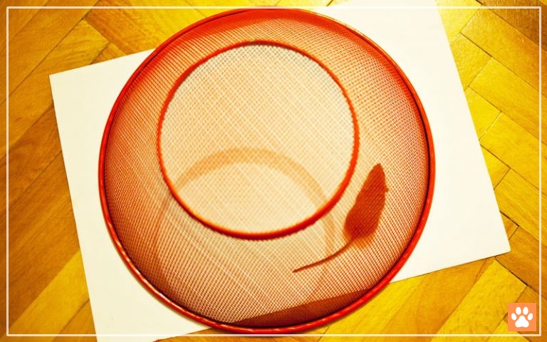 Can Pet Mice Eat Rice? 5 Things to Consider - VIVO Pets