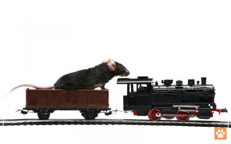 Are Mice Intelligent Pets? Can You Teach Them? - VIVO Pets