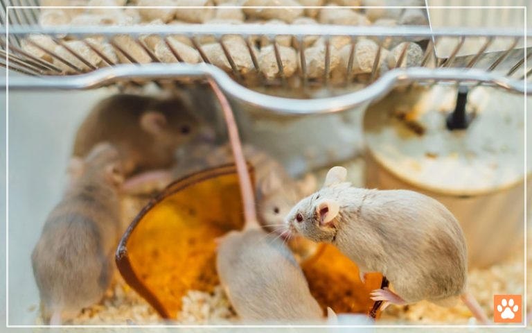 How to Clean a Mouse Cage? Step by Step Guide - VIVO Pets