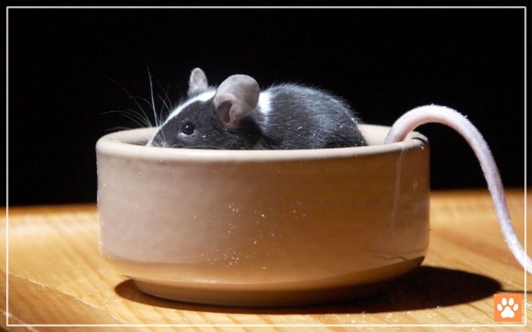 Can Pet Mice Drink from a Bowl? 5 Things to Consider - VIVO Pets