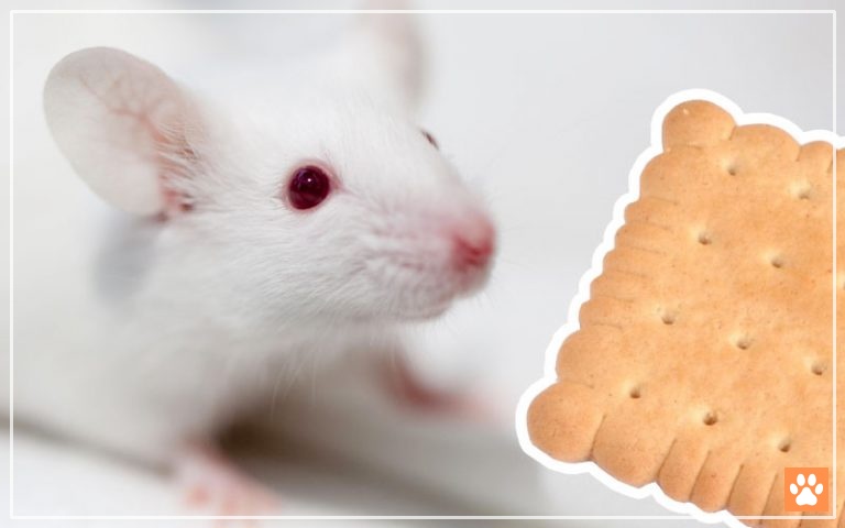 Can Baby Mice Drink Milk? 5 Things to Consider - VIVO Pets