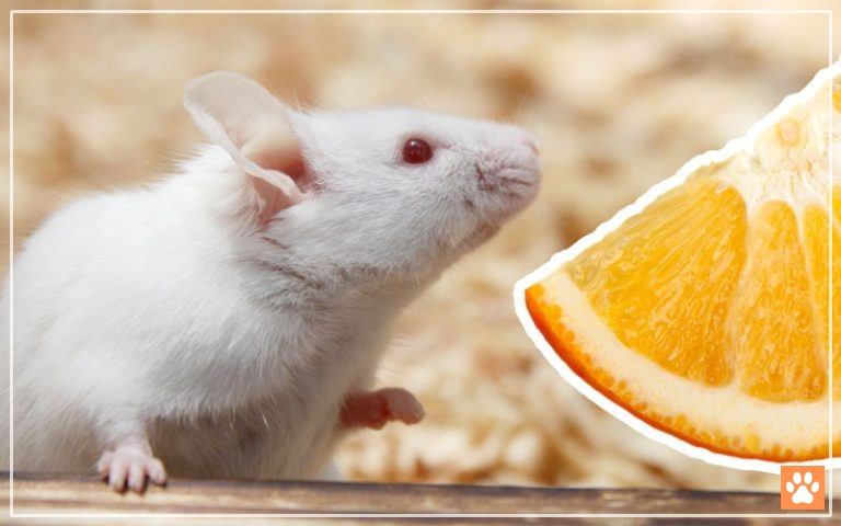 Can Pet Mice Eat Oranges? 5 Things to Consider - VIVO Pets