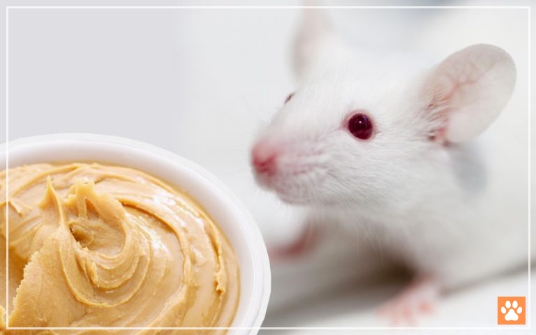Can Pet Mice Eat Peanut Butter? 5 Things to Consider - VIVO Pets