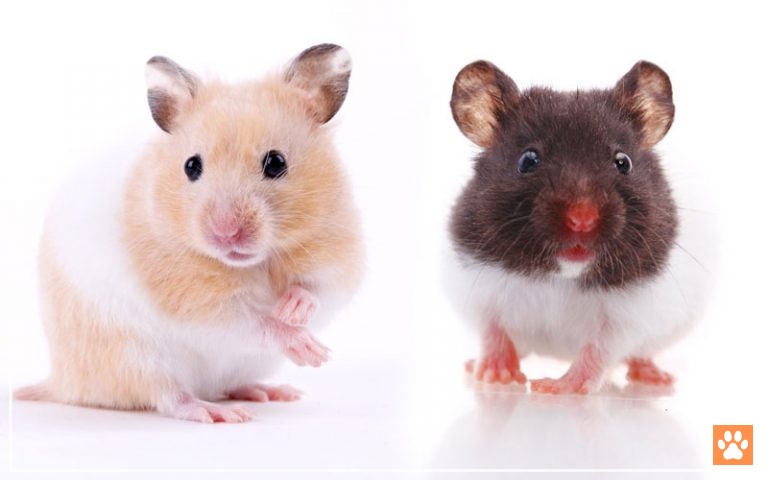 Can Mice and Hamsters Crossbreed? Hybrid Hamster-Mouse? - VIVO Pets