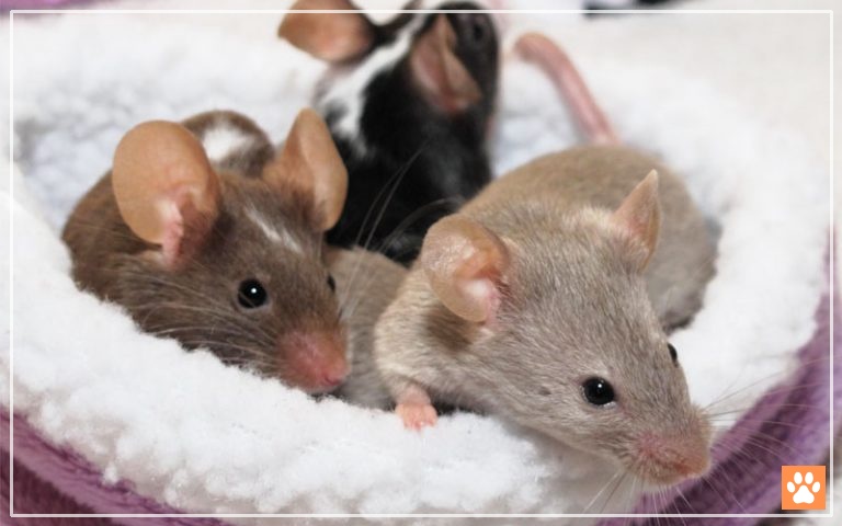 Can Baby Mice Drink Milk? 5 Things to Consider - VIVO Pets