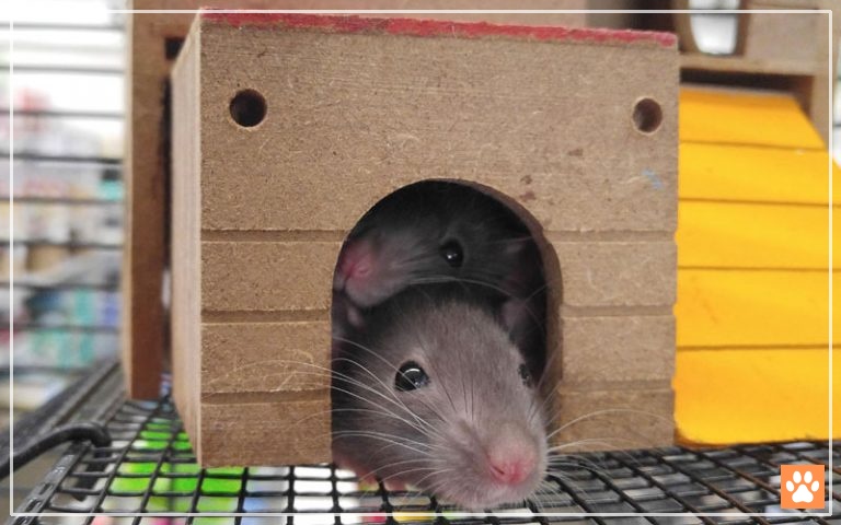 How Much do Pet Mice Sleep? 5 Things You Should Know - VIVO Pets