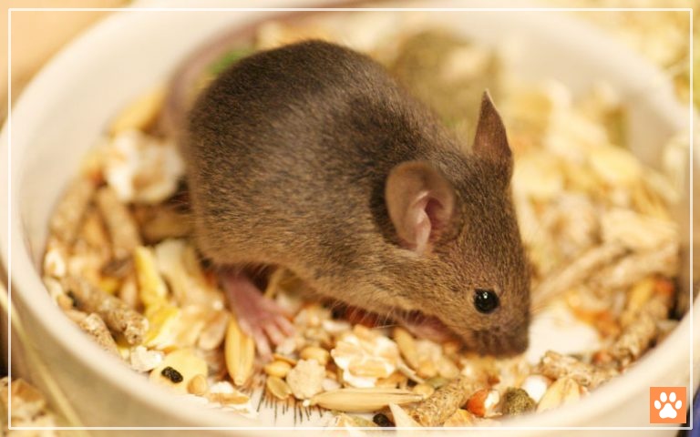 Chinese Dwarf Hamsters - Facts & Care - VIVO Pets