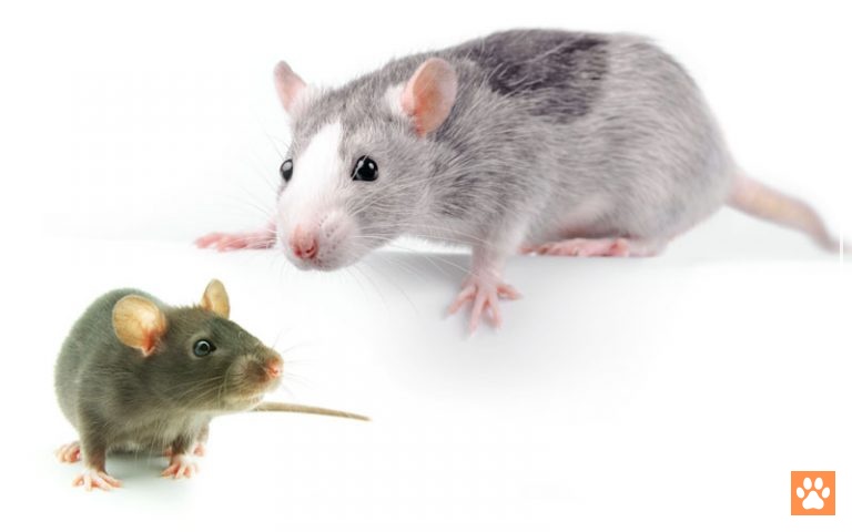 Rat Respiratory Problems - Causes and Treatments - VIVO Pets