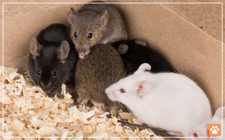 Do Mice Make Good Pets? 15 Things to Consider Before Buying a Mouse ...