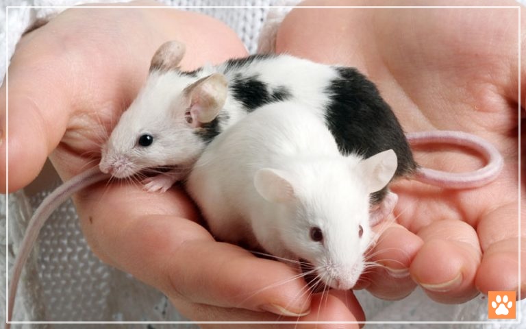 Different Types of Mice That Can Be Kept as Pets - VIVO Pets