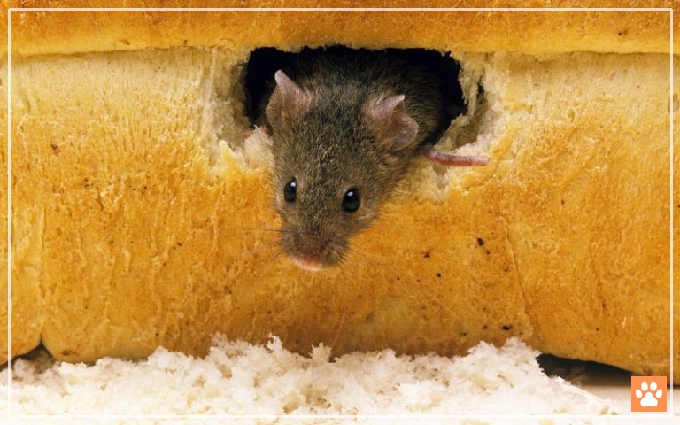 Can Pet Mice Eat Bread? Benefits & Risks - VIVO Pets