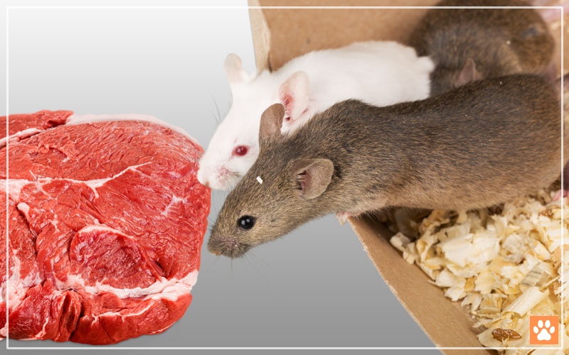 What Do Mouse Eat Online Outlet Save 45 Jlcatj gob mx