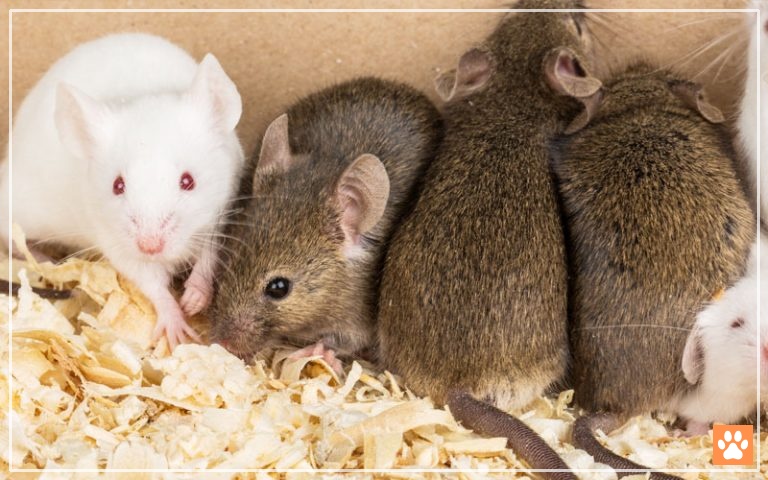 Why do Pet Mice Fight? How to Stop Them Fighting? - VIVO Pets