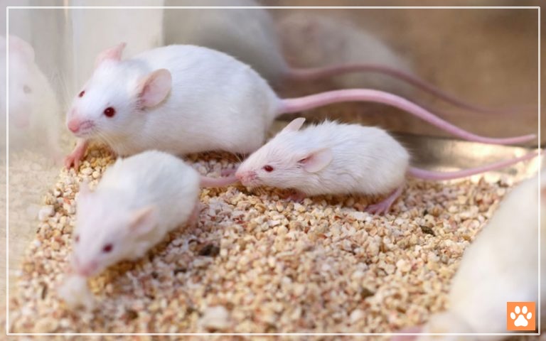 Baby Mice Care - How to Care for a Baby Pet Mouse? - VIVO Pets