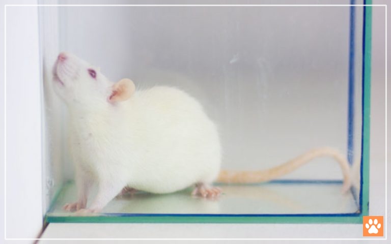 Baby Mice Growth Stages - How Fast do They Grow? - VIVO Pets