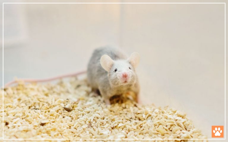Pet Mouse Care - How to Care for Fancy Mice? - VIVO Pets