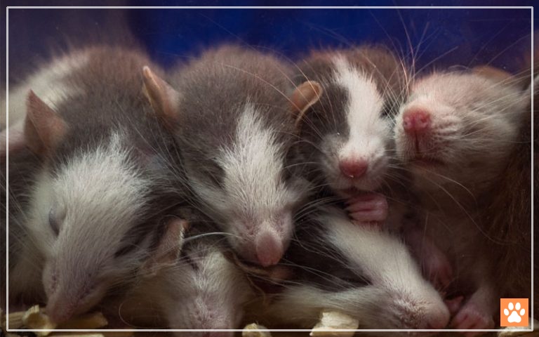 Different Types of Mice That Can Be Kept as Pets - VIVO Pets