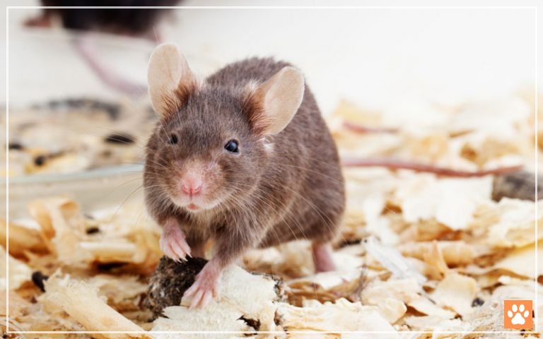 Pet Mice Size and Weight Chart - How Big do They Grow? - VIVO Pets
