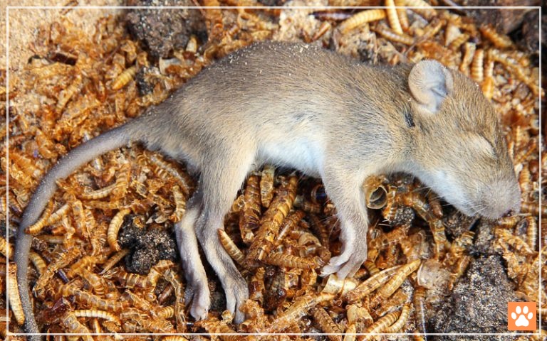 Pet Mice Squeaking: How to Decode the Different Types of Sounds - VIVO Pets