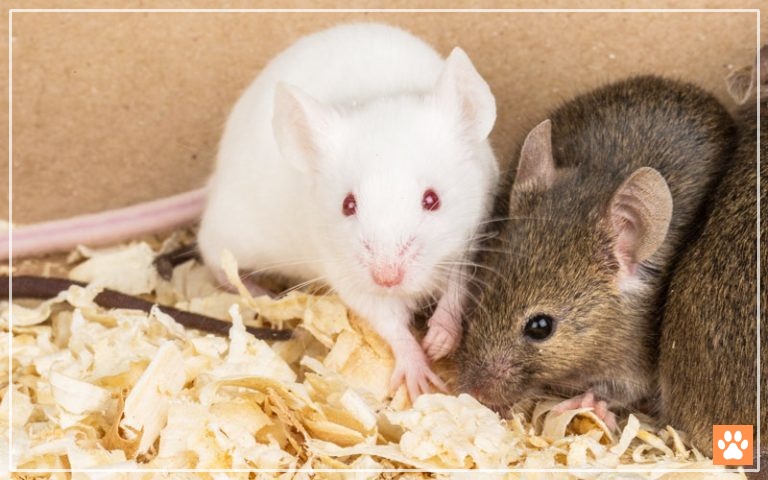 Pet Mice Squeaking: How to Decode the Different Types of Sounds - VIVO Pets