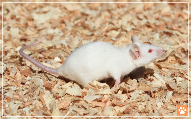 Pet Mice Size and Weight Chart - How Big do They Grow? - VIVO Pets
