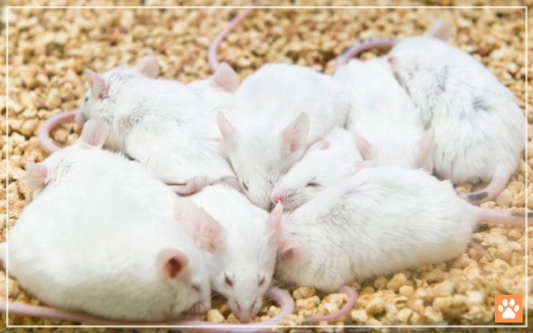 How Much do Pet Mice Sleep? 5 Things You Should Know - VIVO Pets