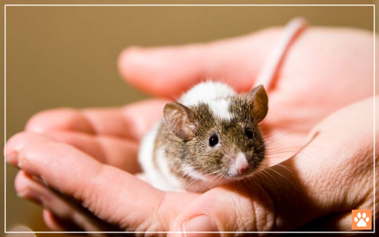 Baby Mice Growth Stages - How Fast do They Grow? - VIVO Pets