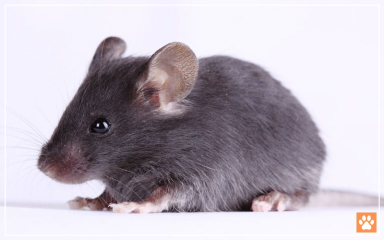 Different Types of Mice That Can Be Kept as Pets - VIVO Pets