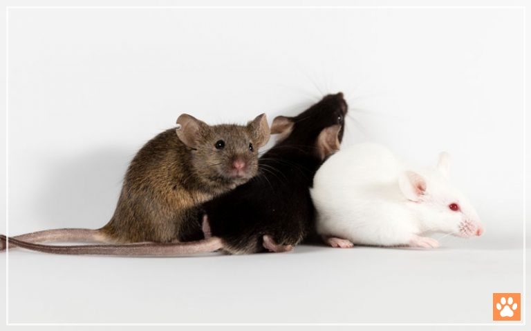 Pet Mice Types and Varieties - The Complete Guide - VIVO Pets