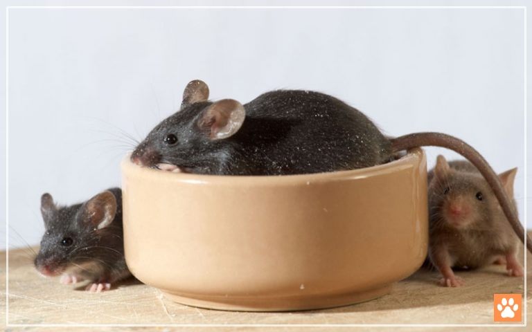 Do Mice Make Good Pets? 15 Things to Consider Before Buying a Mouse ...