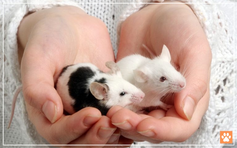 Different Types of Mice That Can Be Kept as Pets - VIVO Pets