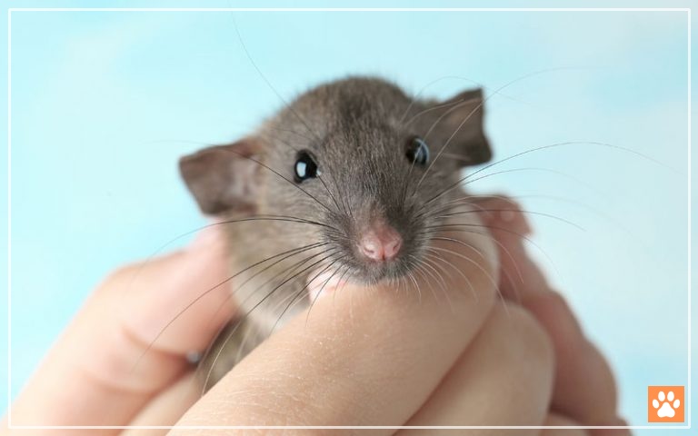 Why is My Pet Mouse Stressed? - VIVO Pets