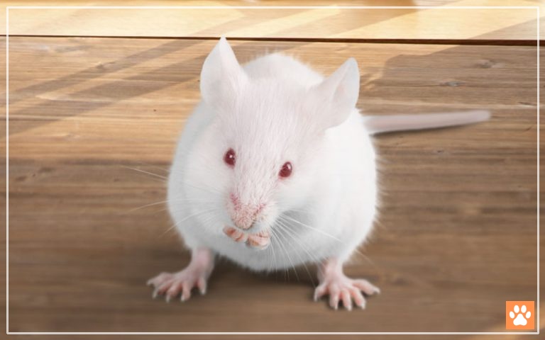 Pregnant Pet Mice - How to Care for Pregnant Female Mouse? - VIVO Pets