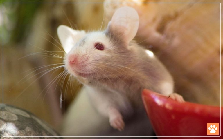 How to Train a Pet Mouse? 5 Tips for Mouse Trainers - VIVO Pets