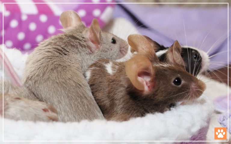 Two or More Pet Mice - Can They Live Together? - VIVO Pets