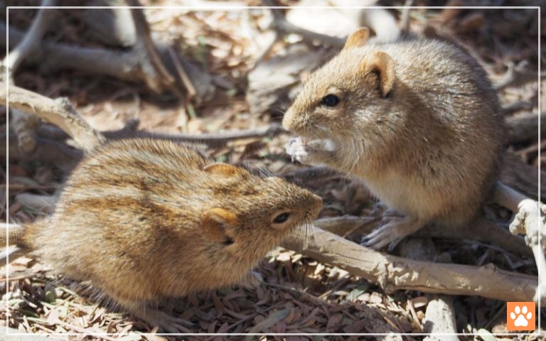 What do Mice Eat in the Wild? - VIVO Pets