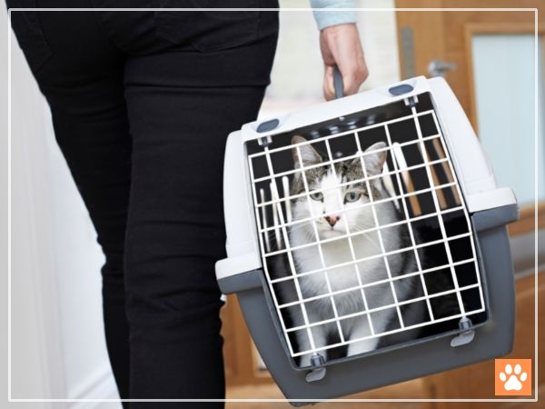 How To Put A Cat In A Carrier 5 Easy Tips That Actually Works VIVO Pets