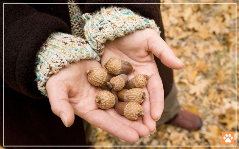 Are Acorns Bad for Horses? Everything About Acorn Poisoning - VIVO Pets