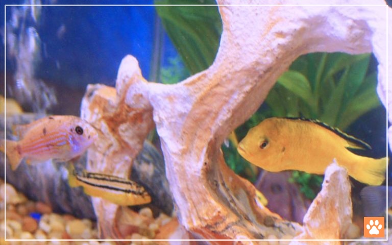10 Best Peaceful Cichlids for Community Tank - VIVO Pets