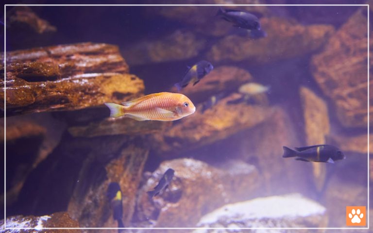 How to Setup Rocks for African Cichlids? - VIVO Pets