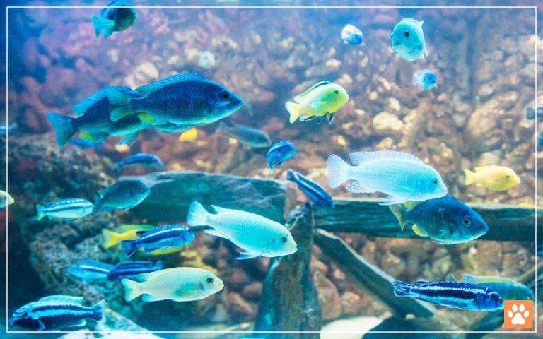 African Cichlid Size & Growth Chart - VIVO Pets