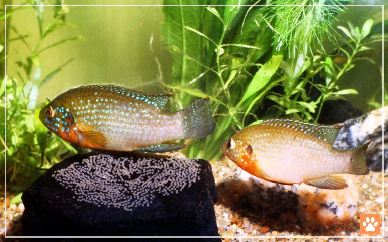 What is the Best Temperature for Breeding African Cichlids? - VIVO Pets